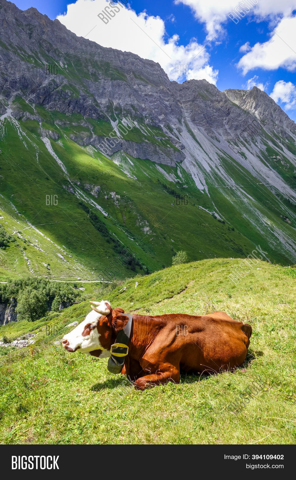 Cows Alpine Pasture, Image & Photo (Free Trial) | Bigstock
