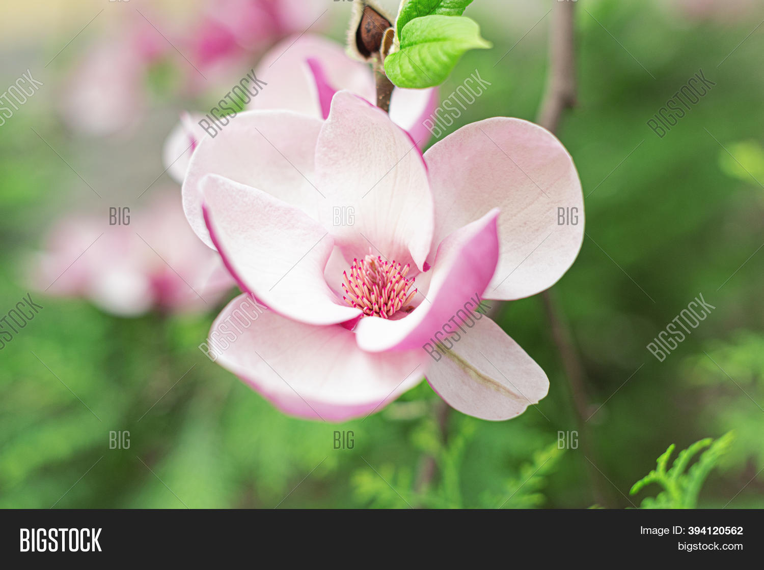 Blooming Magnolia Image & Photo (Free Trial) | Bigstock