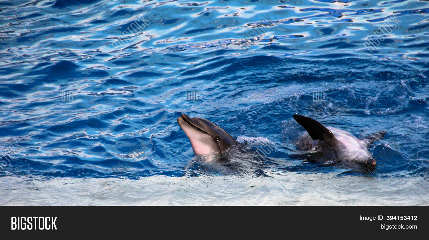 Show Dolphins Pool. Image & Photo (Free Trial) | Bigstock
