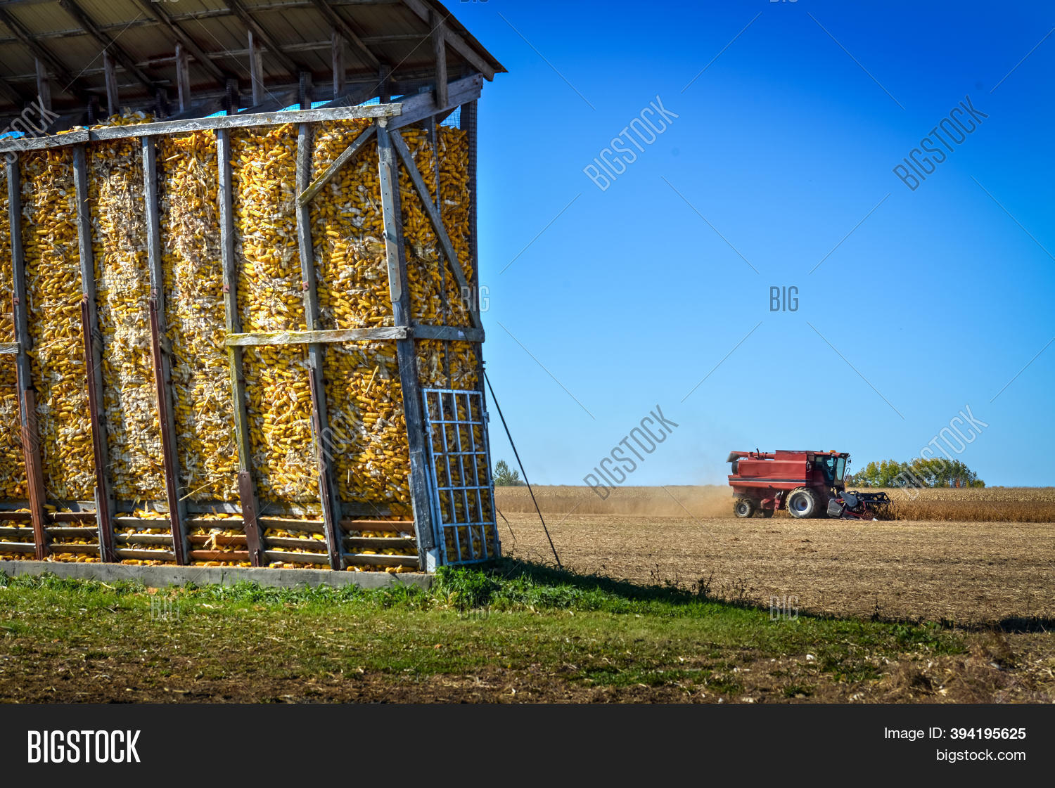 Corn Cobs Drying Image & Photo (Free Trial) | Bigstock