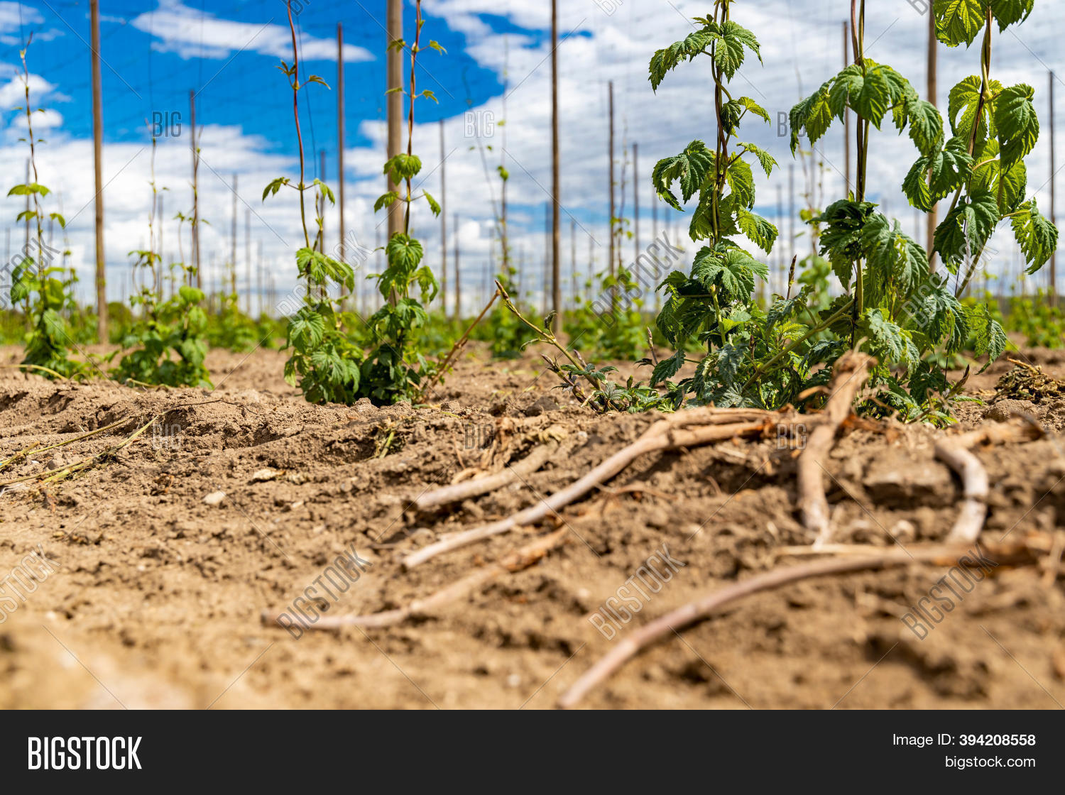 Hop Field, Early Image & Photo (Free Trial) | Bigstock