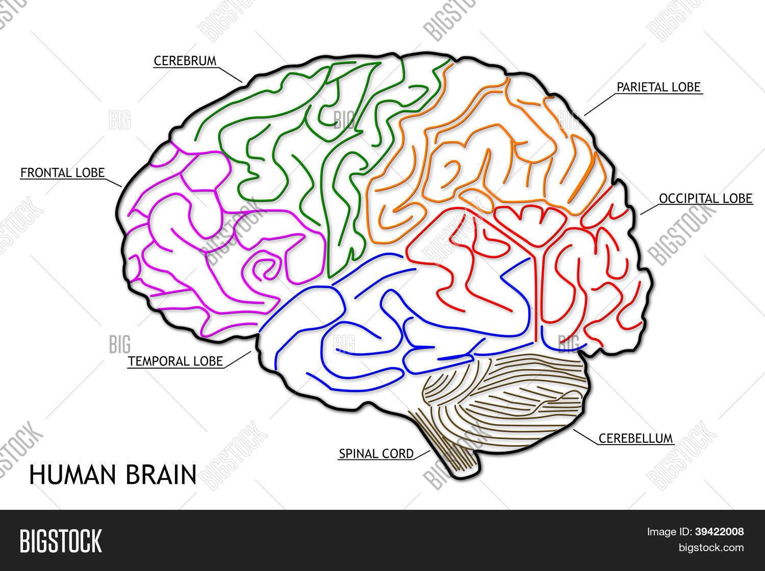 Human Brain Structure Image & Photo (Free Trial) | Bigstock