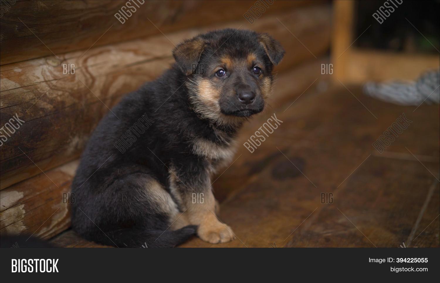 Sad Puppy Shepherd Dog Image & Photo (Free Trial) | Bigstock