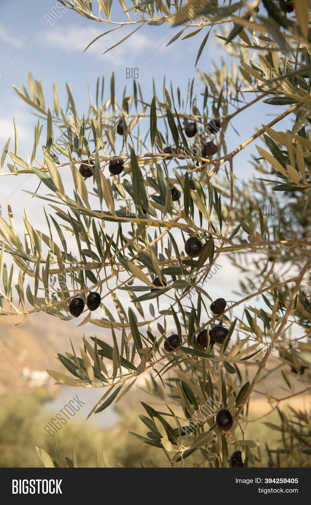 Closeup Olive Trees Image & Photo (Free Trial) | Bigstock