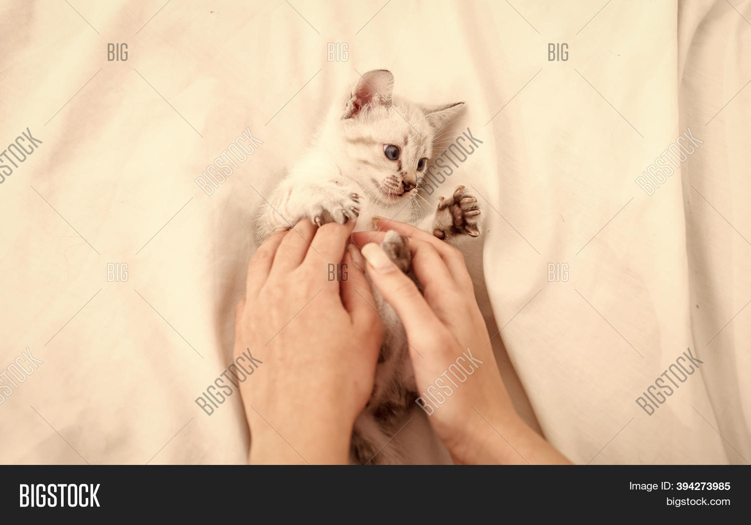 Cute Kitten Hands Image & Photo (Free Trial) | Bigstock