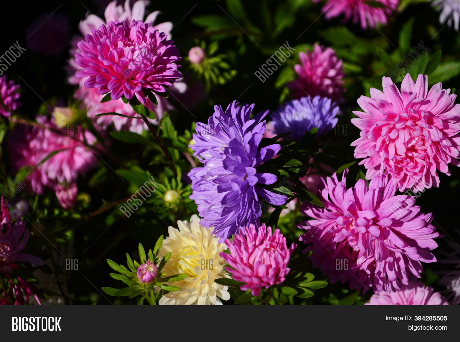 Aster Flowers On Green Image & Photo (Free Trial) | Bigstock