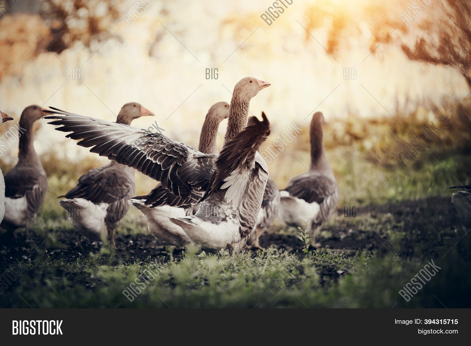 Flock Geese Walks On Image & Photo (Free Trial) | Bigstock