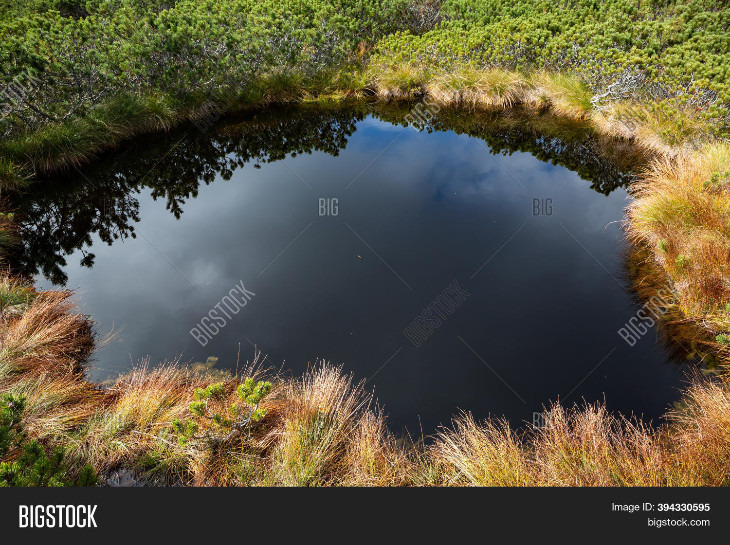 Dark Swamp Water Image & Photo (Free Trial) | Bigstock
