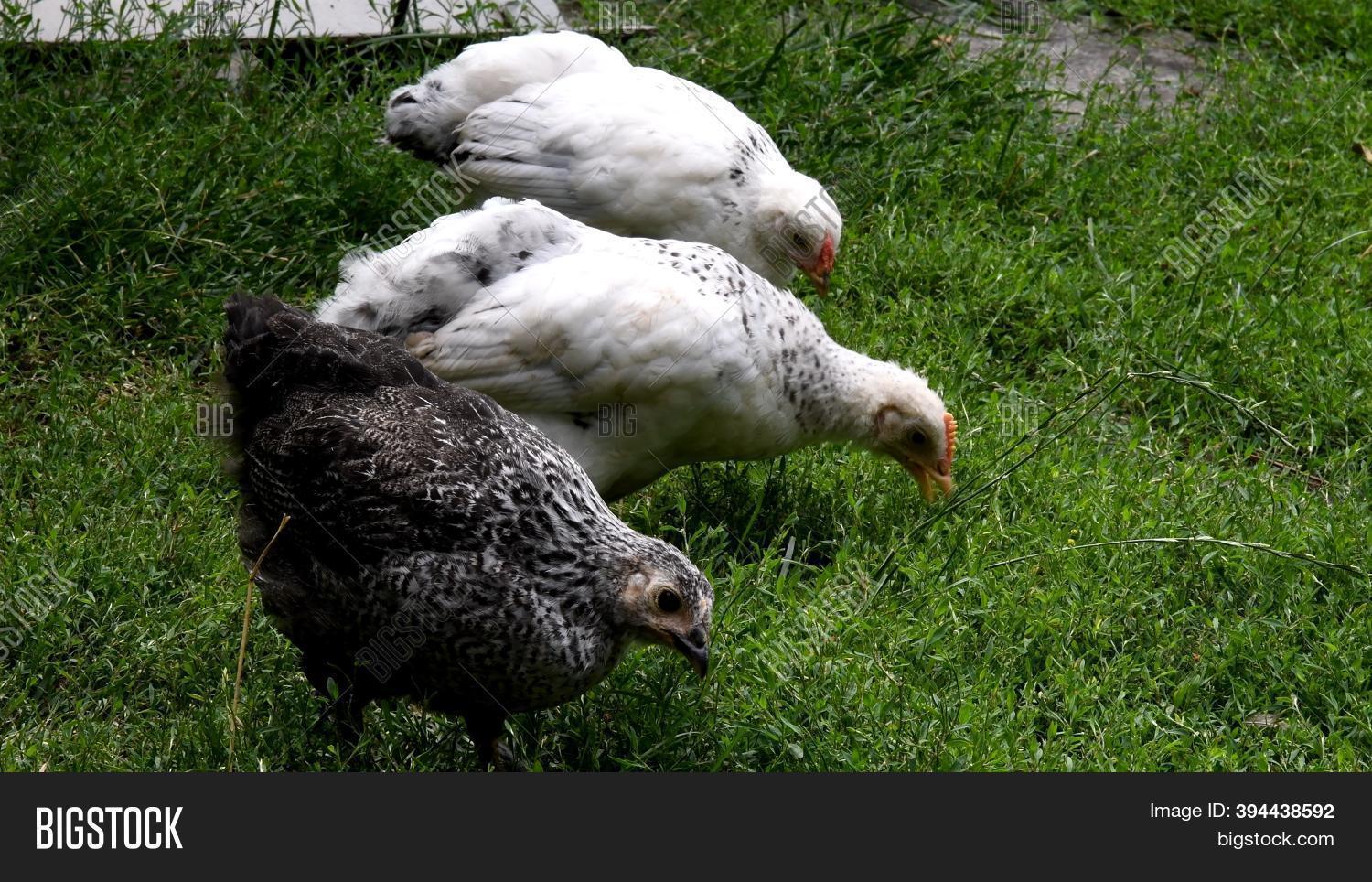 White Spotted Chickens Image & Photo (Free Trial) | Bigstock
