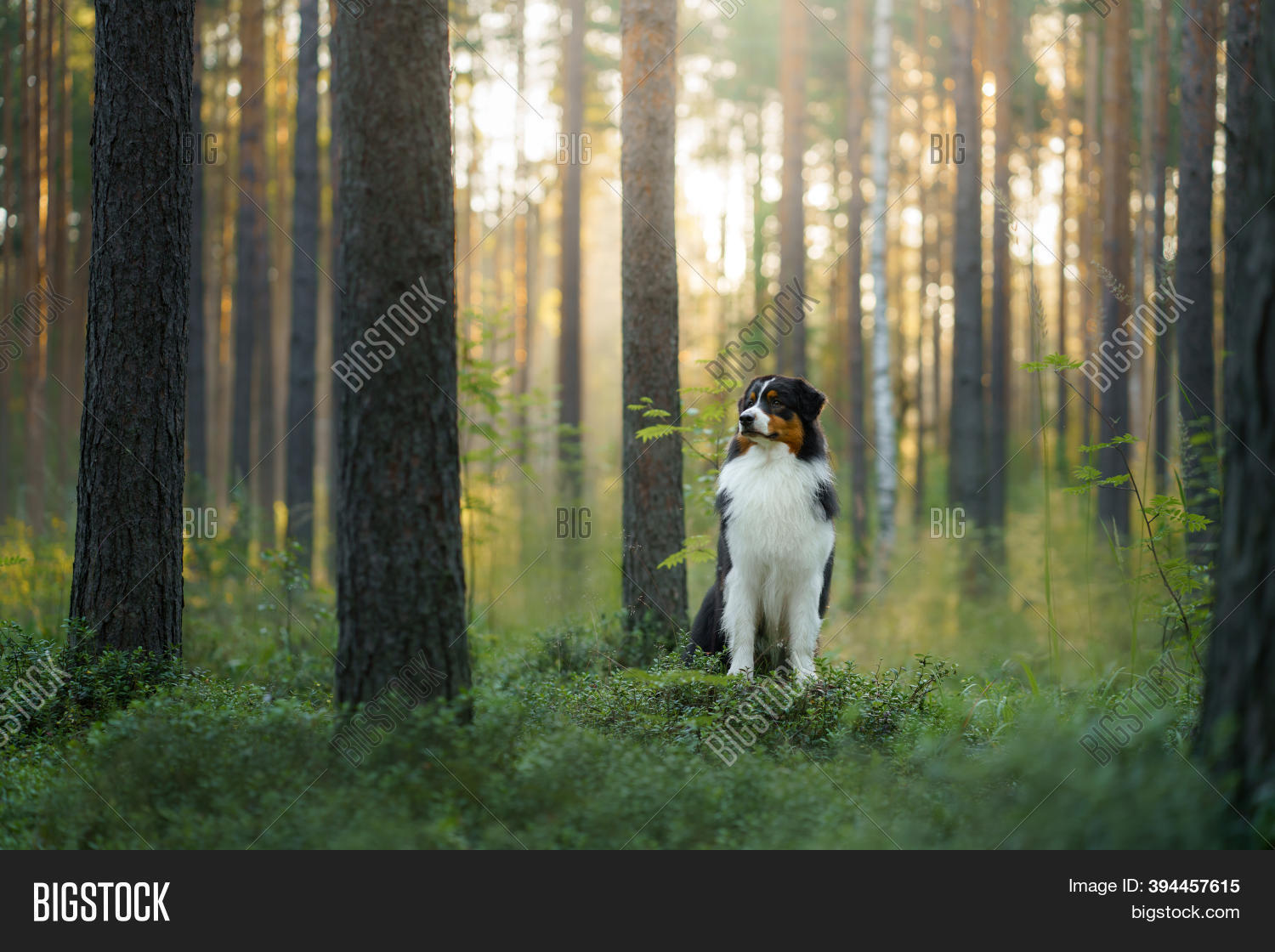 Dog Pine Forest. Image & Photo (Free Trial) | Bigstock