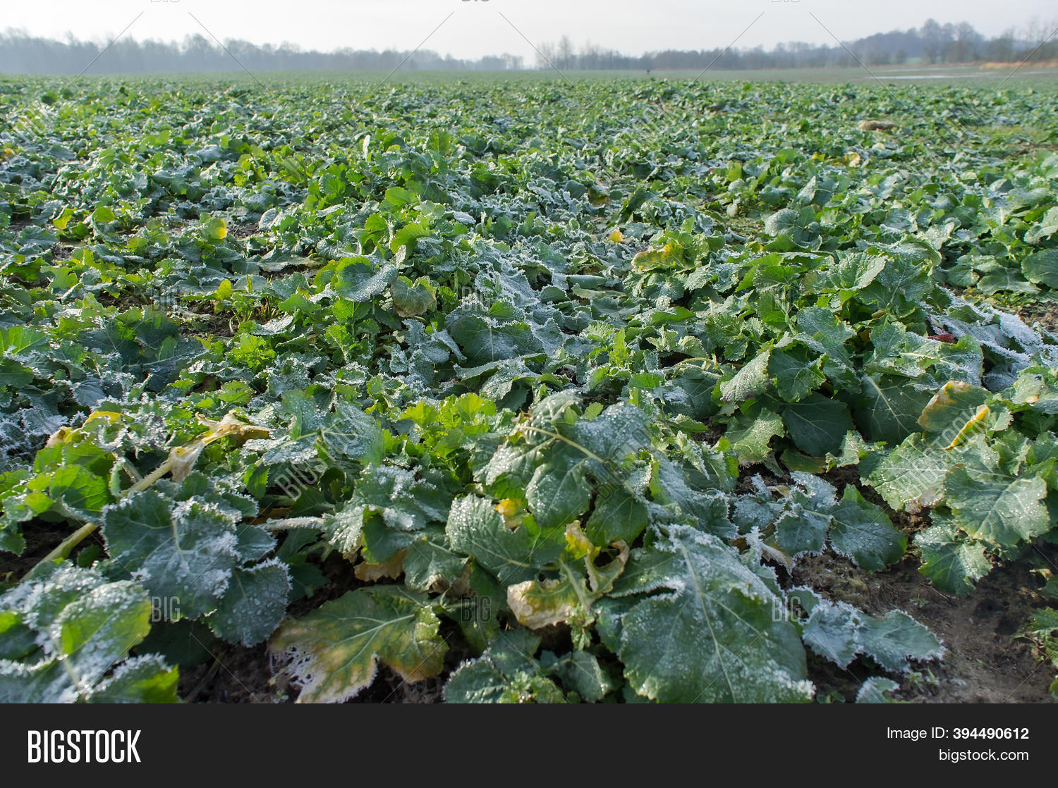 First Frosts On Image & Photo (Free Trial) | Bigstock