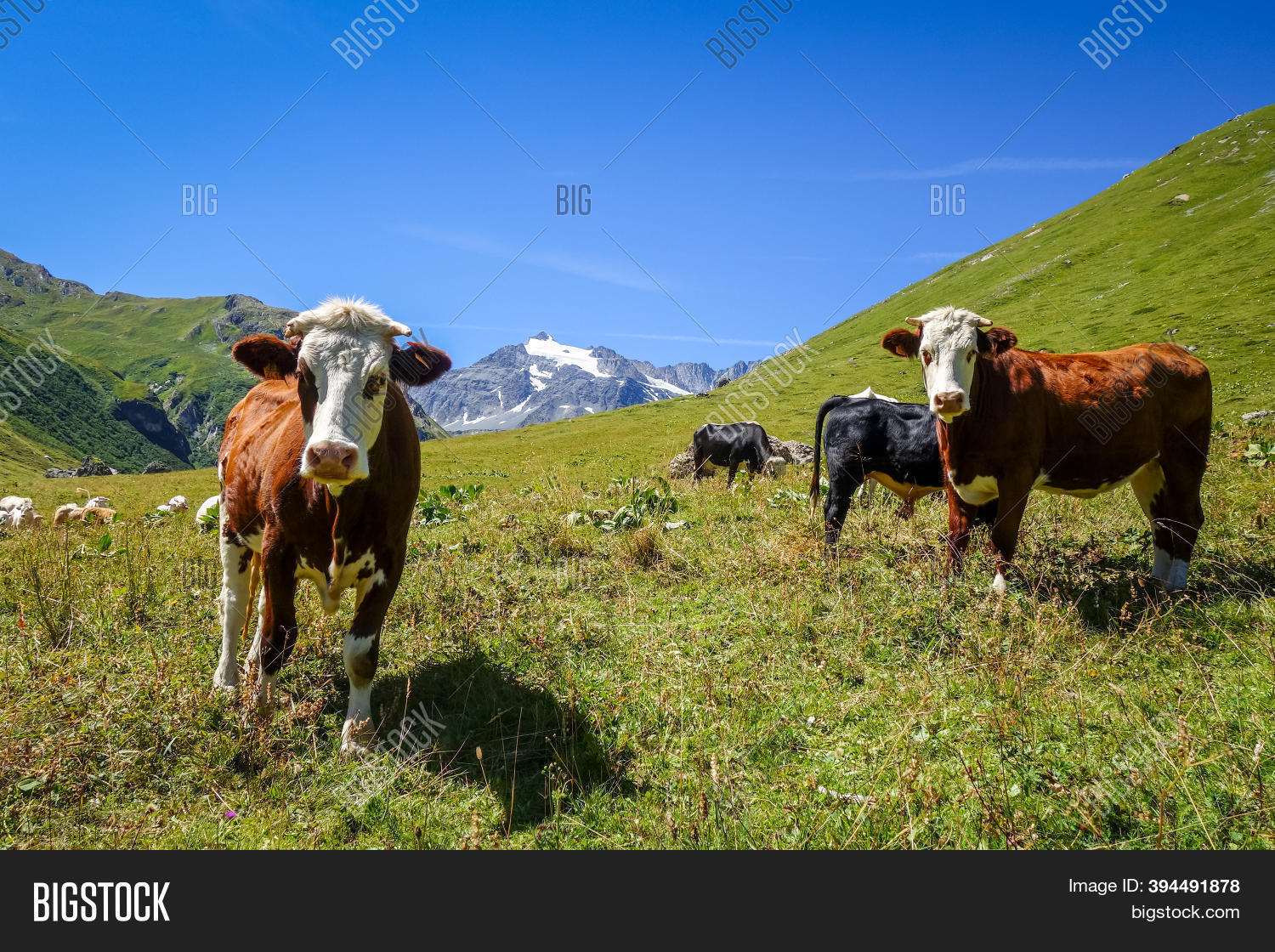 Cows Alpine Pasture, Image & Photo (Free Trial) | Bigstock