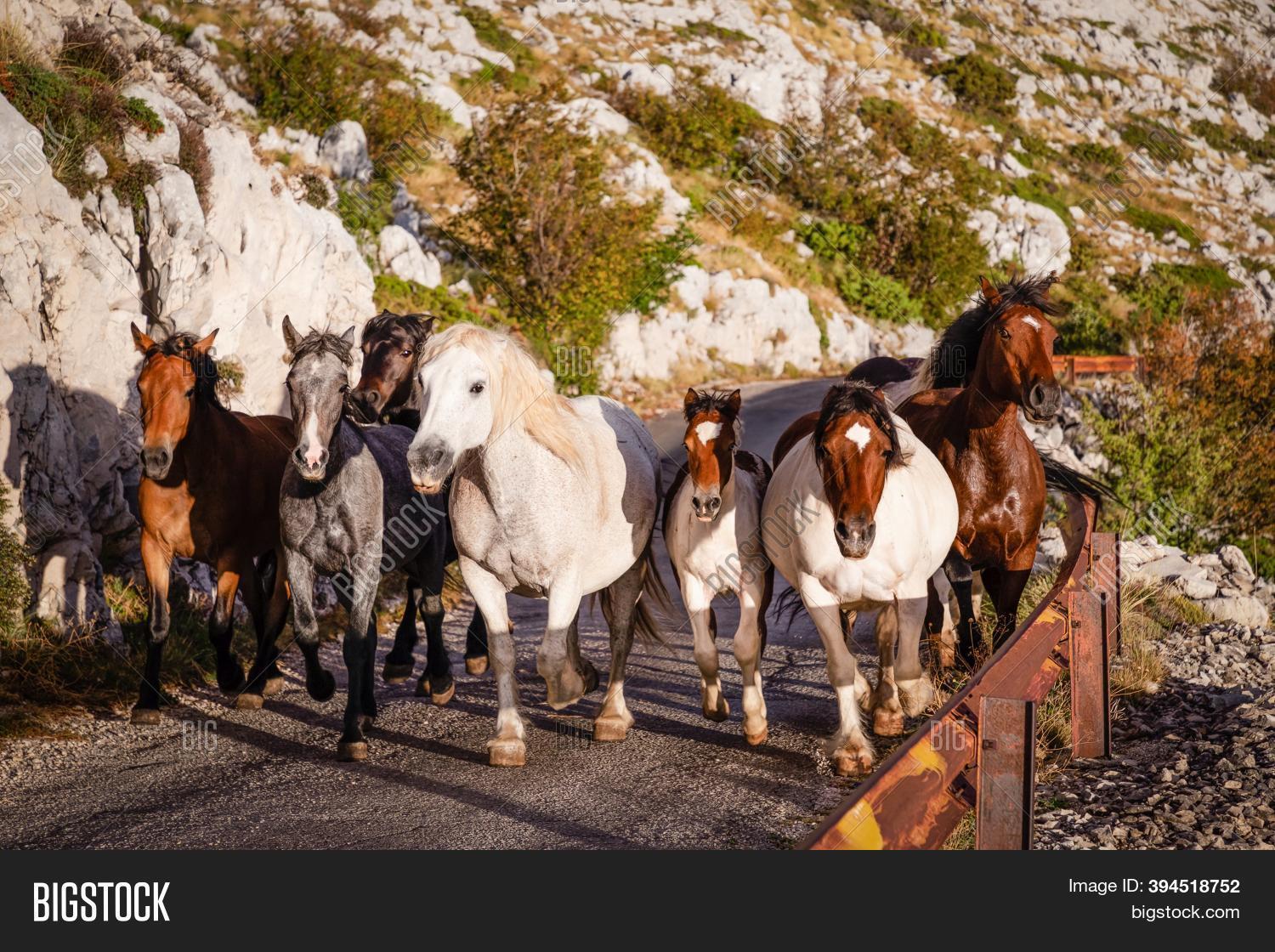 Herd Horses Galloping Image & Photo (Free Trial) | Bigstock