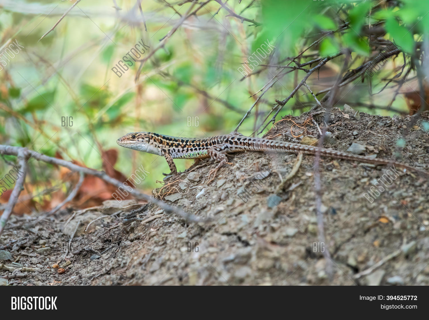 Balkan Wall Lizard, Image & Photo (Free Trial) | Bigstock