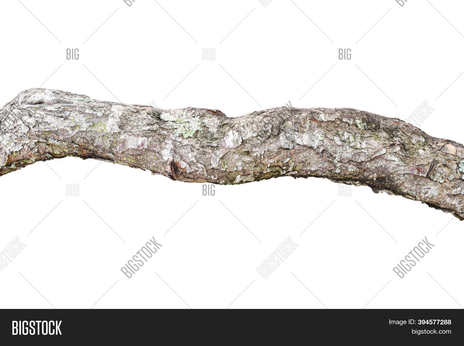Natural Tree Trunk Image & Photo (Free Trial) | Bigstock
