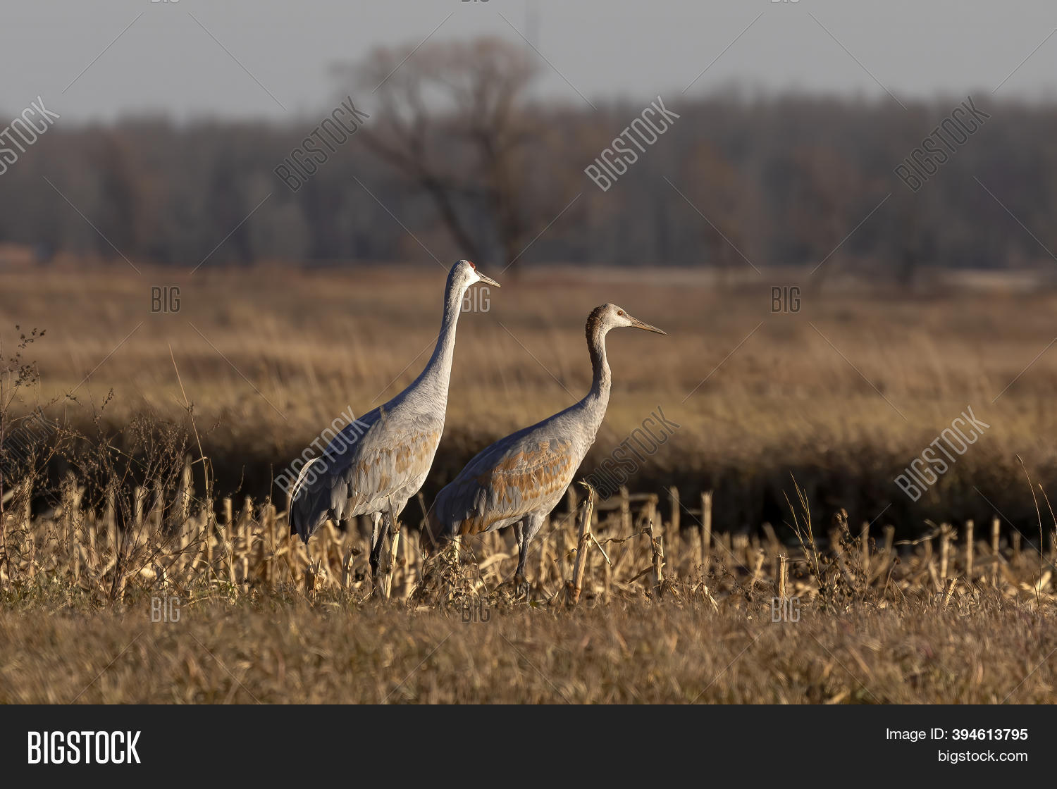 Flock Sandhill Cranes Image & Photo (Free Trial) | Bigstock