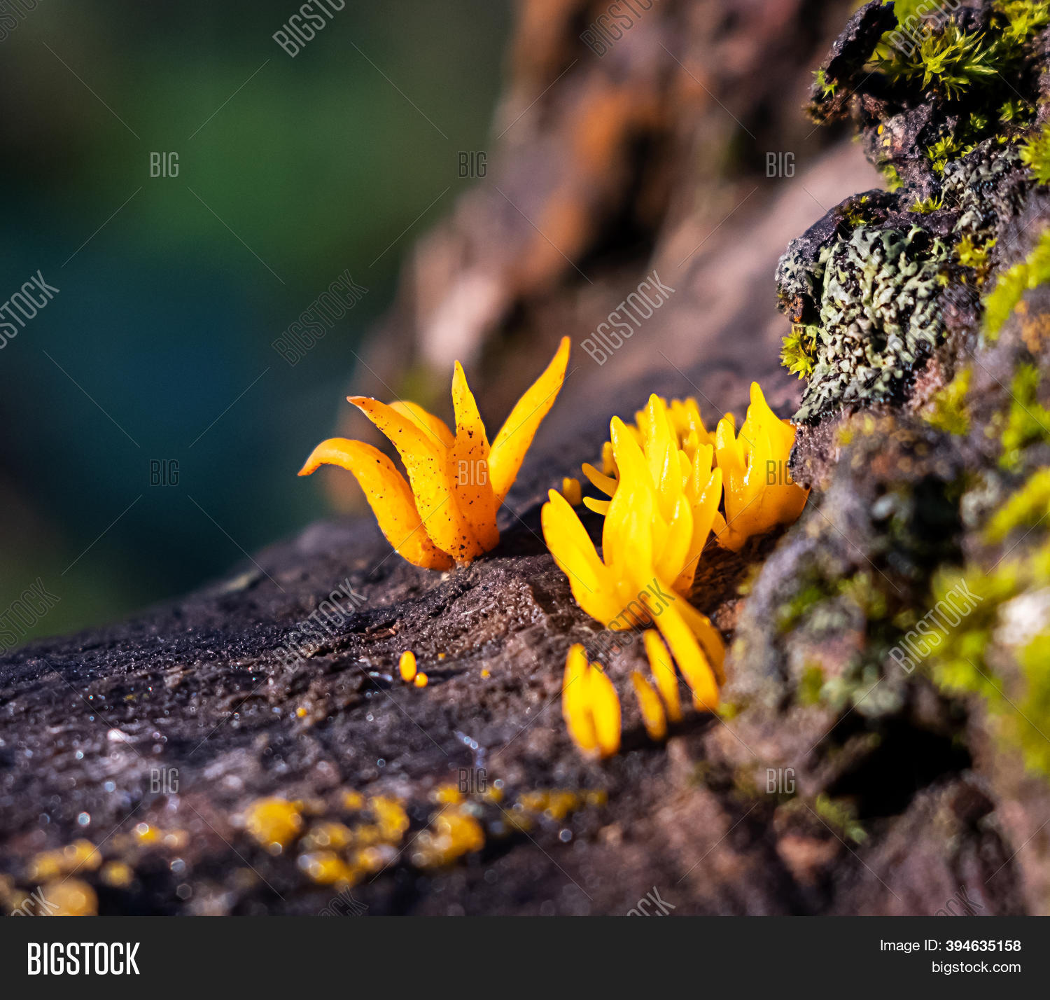 Calocera Cornea Latin Image & Photo (Free Trial) | Bigstock