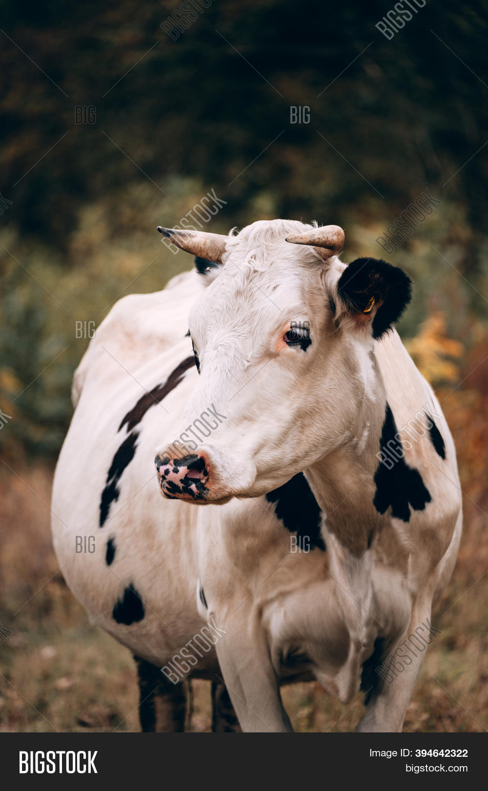 Charming Cute Country Image & Photo (Free Trial) | Bigstock