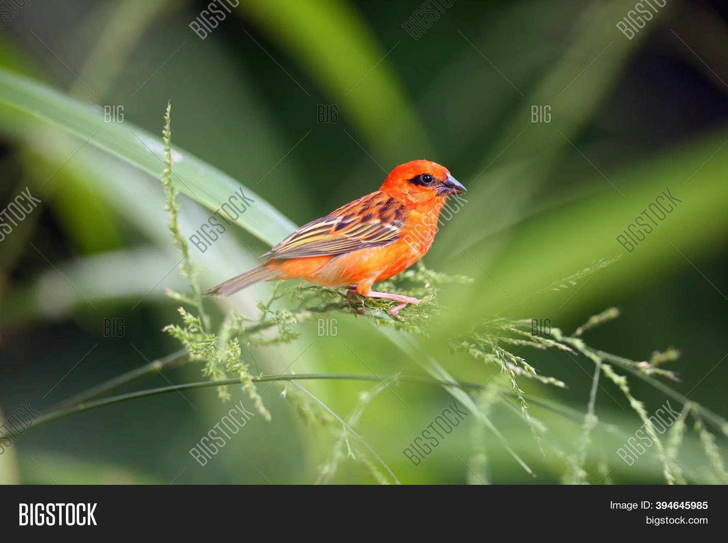 Red Fody (foudia Image & Photo (Free Trial) | Bigstock