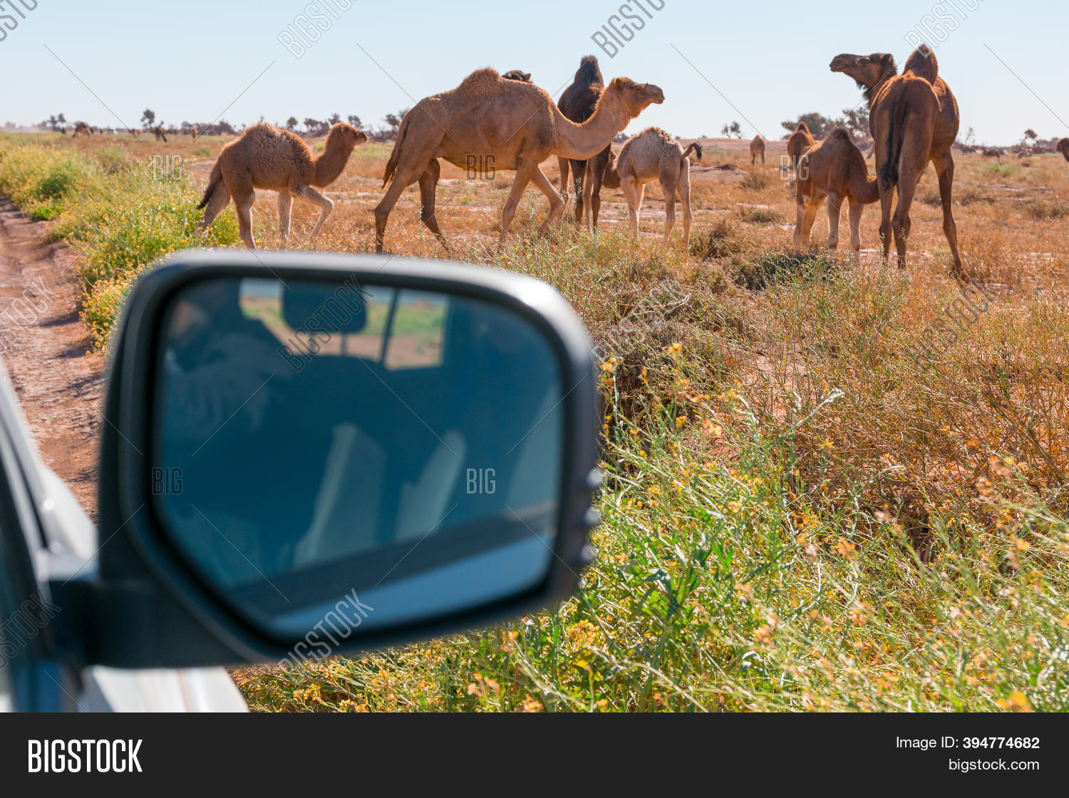 Camels Seen Car El Image & Photo (Free Trial) | Bigstock