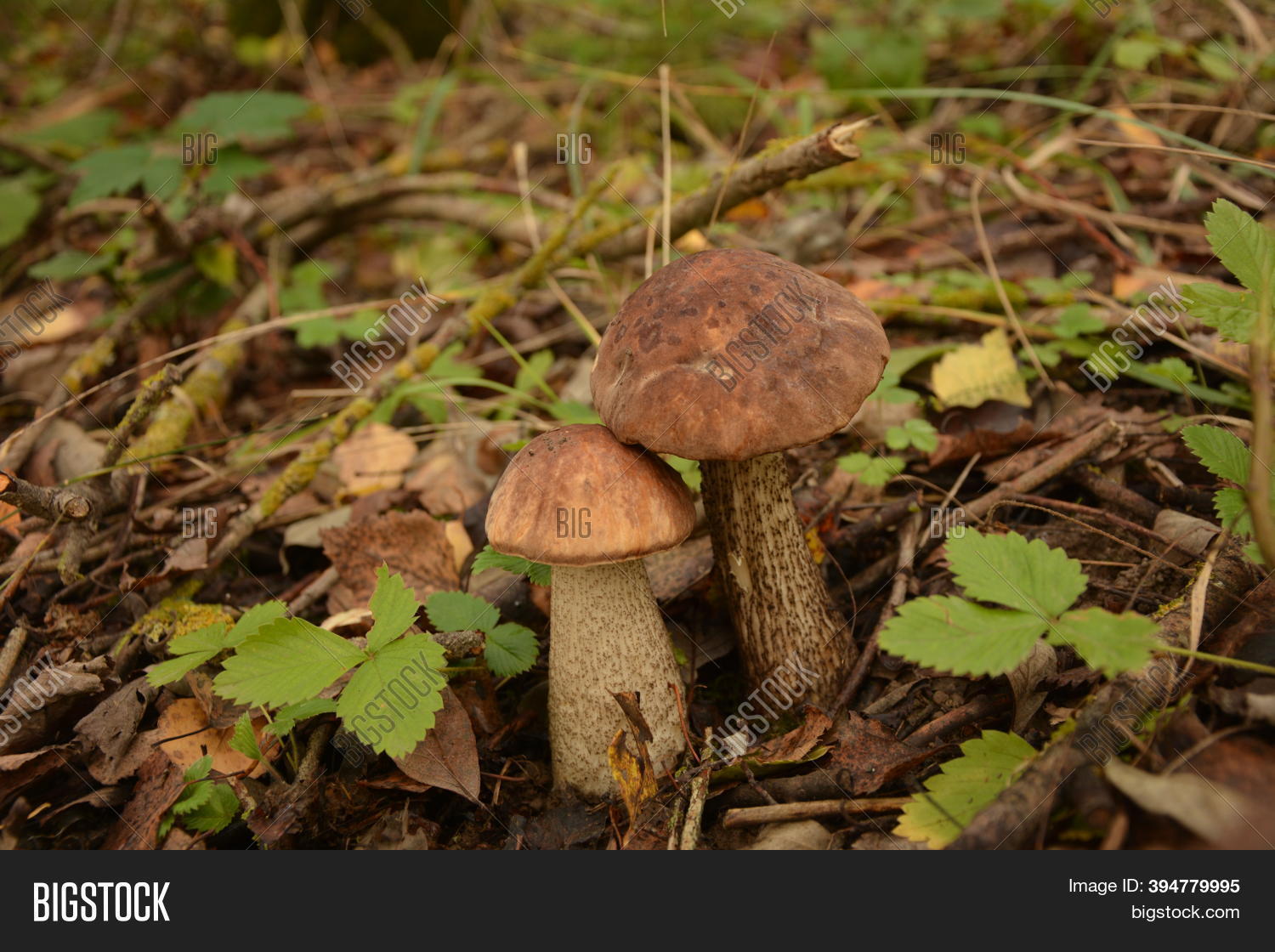 Leccinum Duriusculum Image & Photo (Free Trial) | Bigstock
