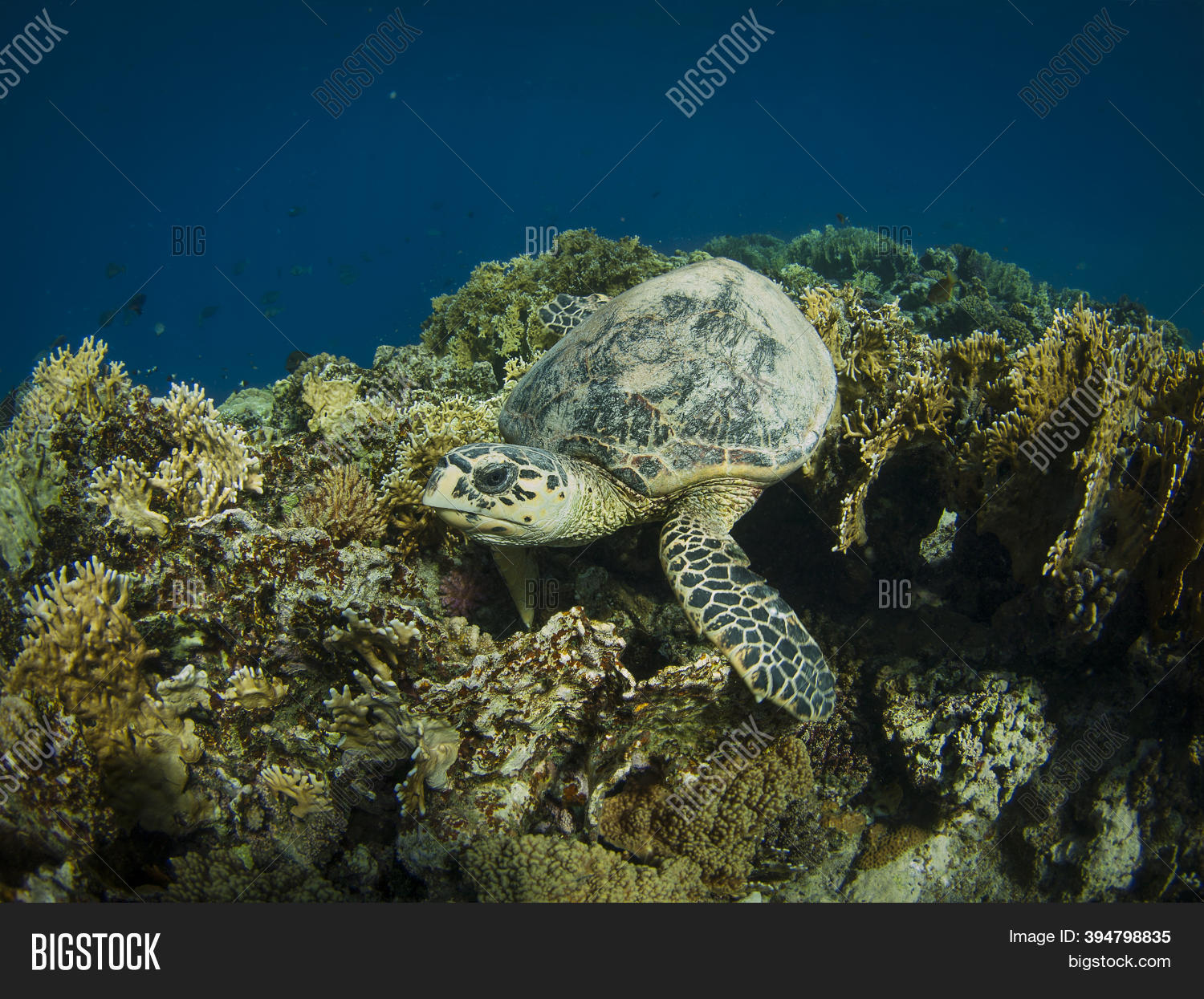Hawksbill Turtle On Image & Photo (Free Trial) | Bigstock
