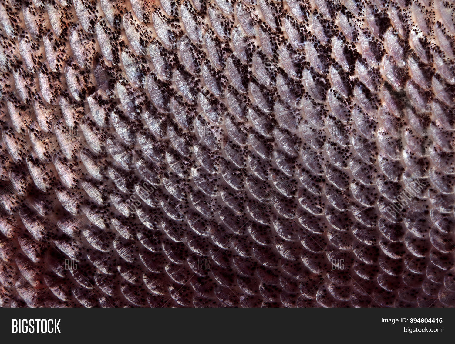 Fish Scales Texture Image & Photo (Free Trial) | Bigstock
