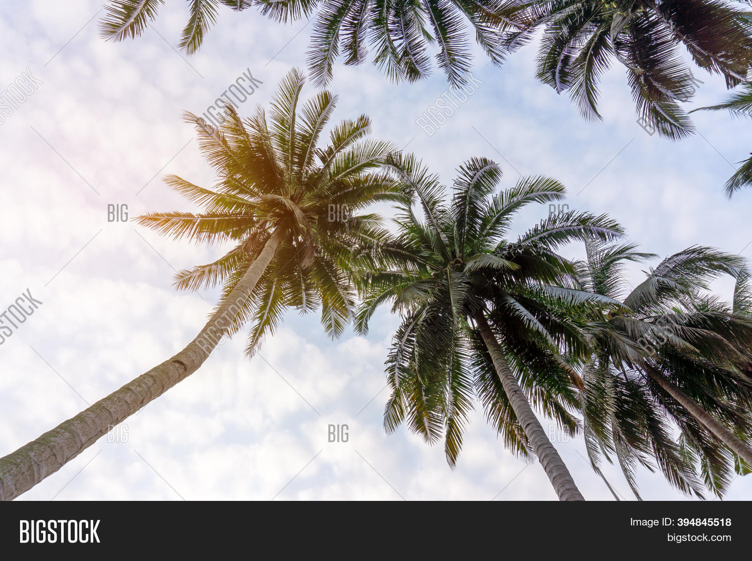Upward View Coconut Image & Photo (Free Trial) | Bigstock