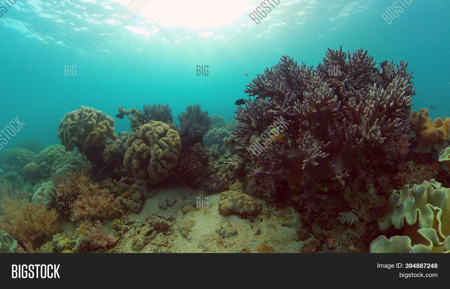 Tropical Colourful Image & Photo (Free Trial) | Bigstock