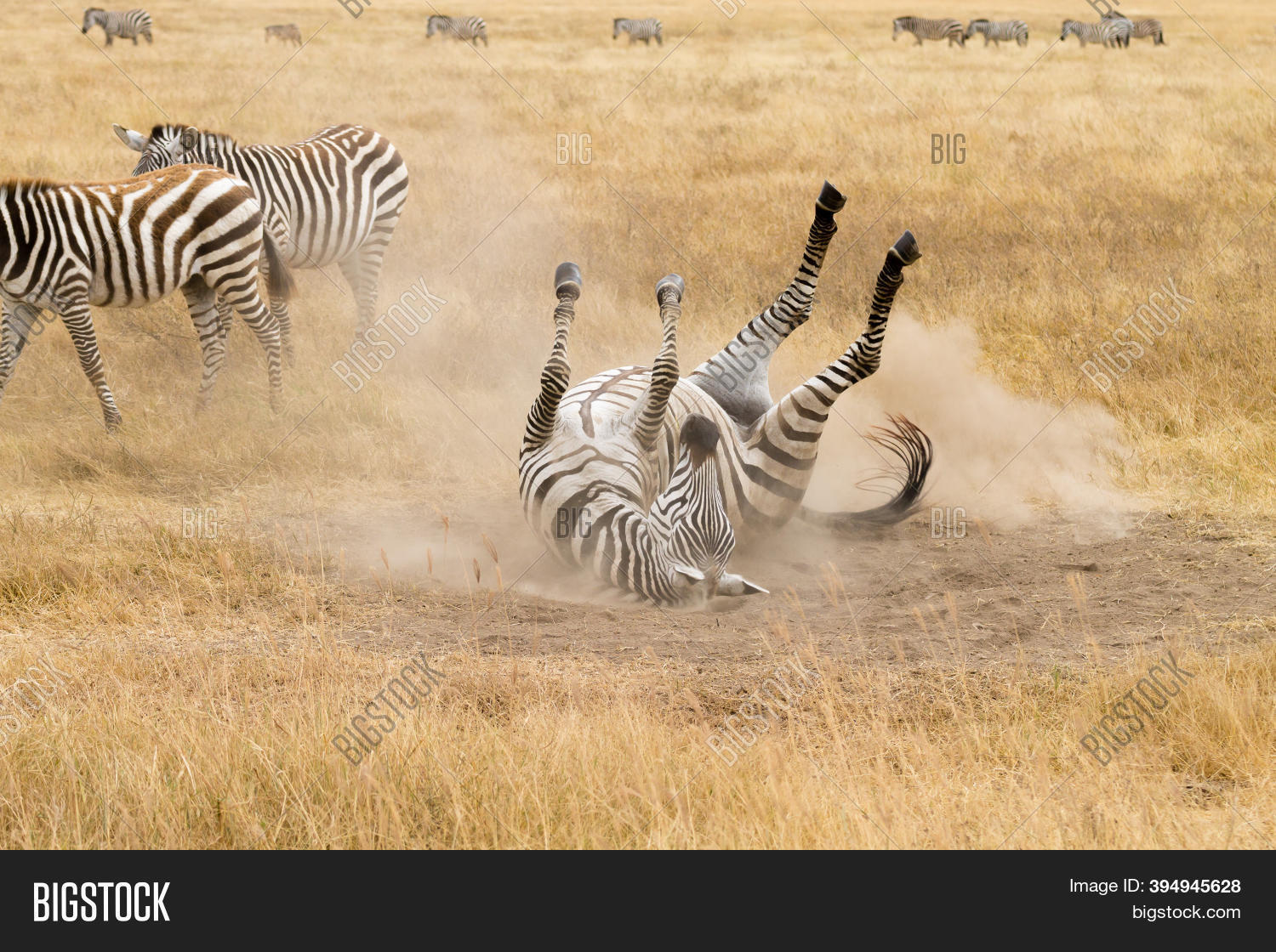 Zebra That Rolling On Image & Photo (Free Trial) | Bigstock