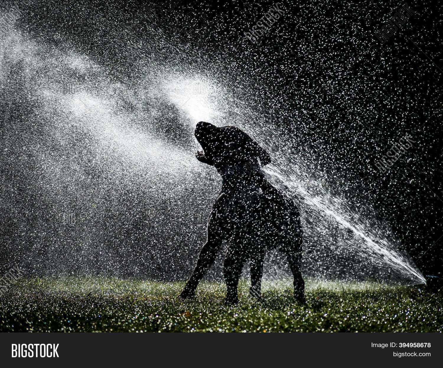 Night Dog Bath Garden Image & Photo (Free Trial) | Bigstock