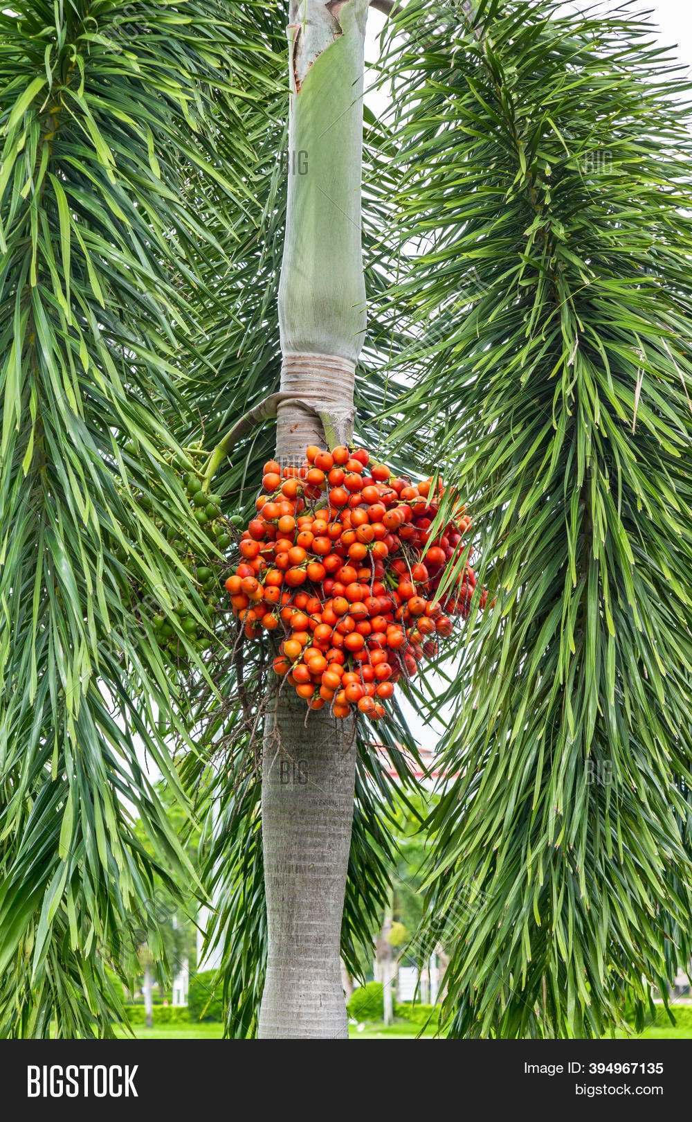 Areca Nut Palm