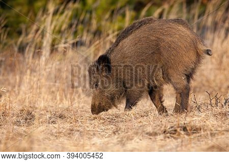 Wild Boar Digging Image & Photo (Free Trial) | Bigstock