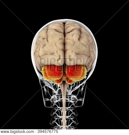 Human Brain Image & Photo (Free Trial) | Bigstock
