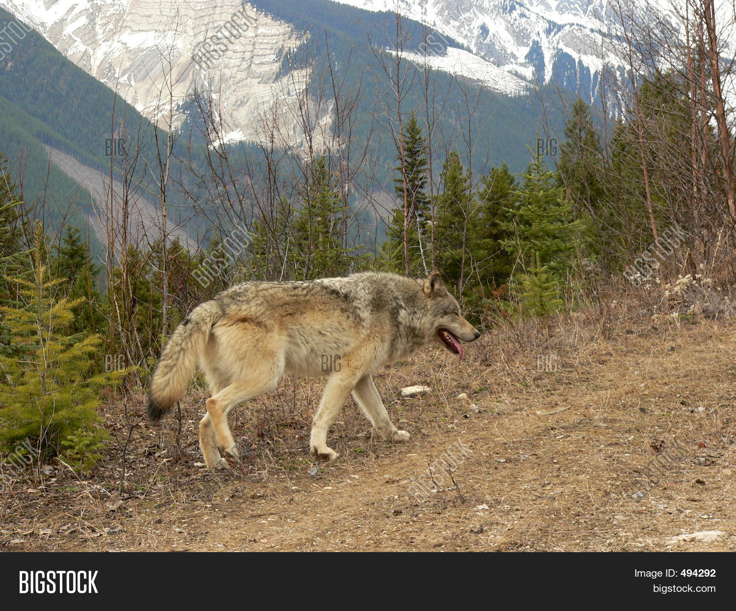 Wolf Rocky Mountains Image & Photo (Free Trial) | Bigstock