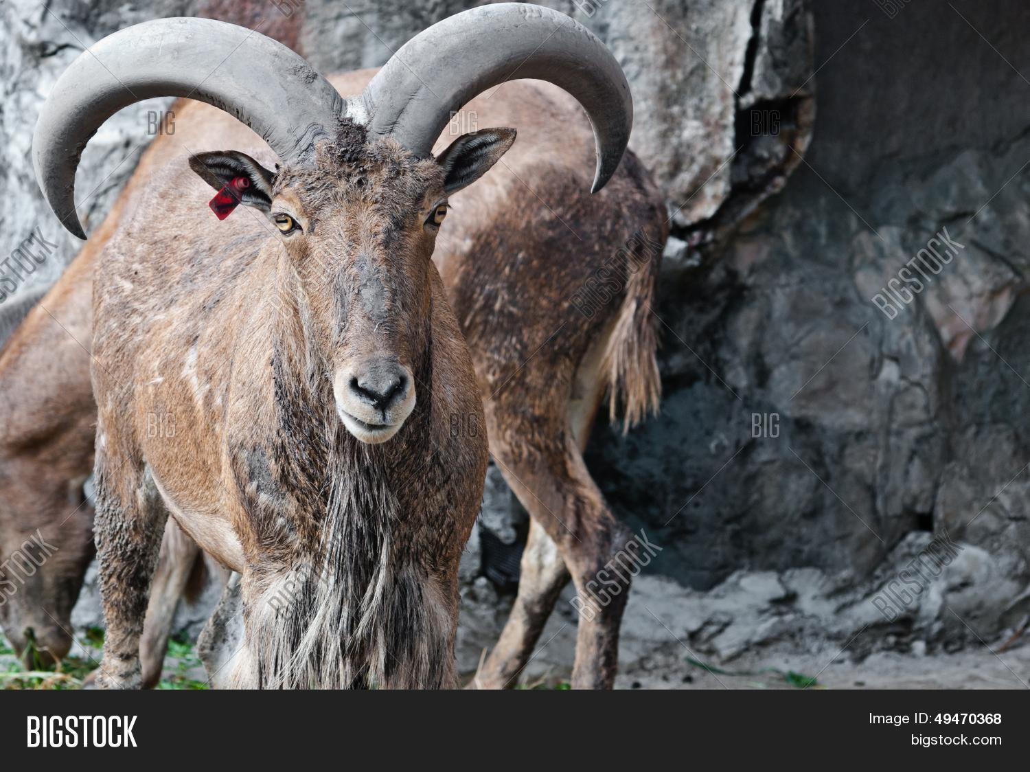 Barbary Sheep Image & Photo (Free Trial) | Bigstock