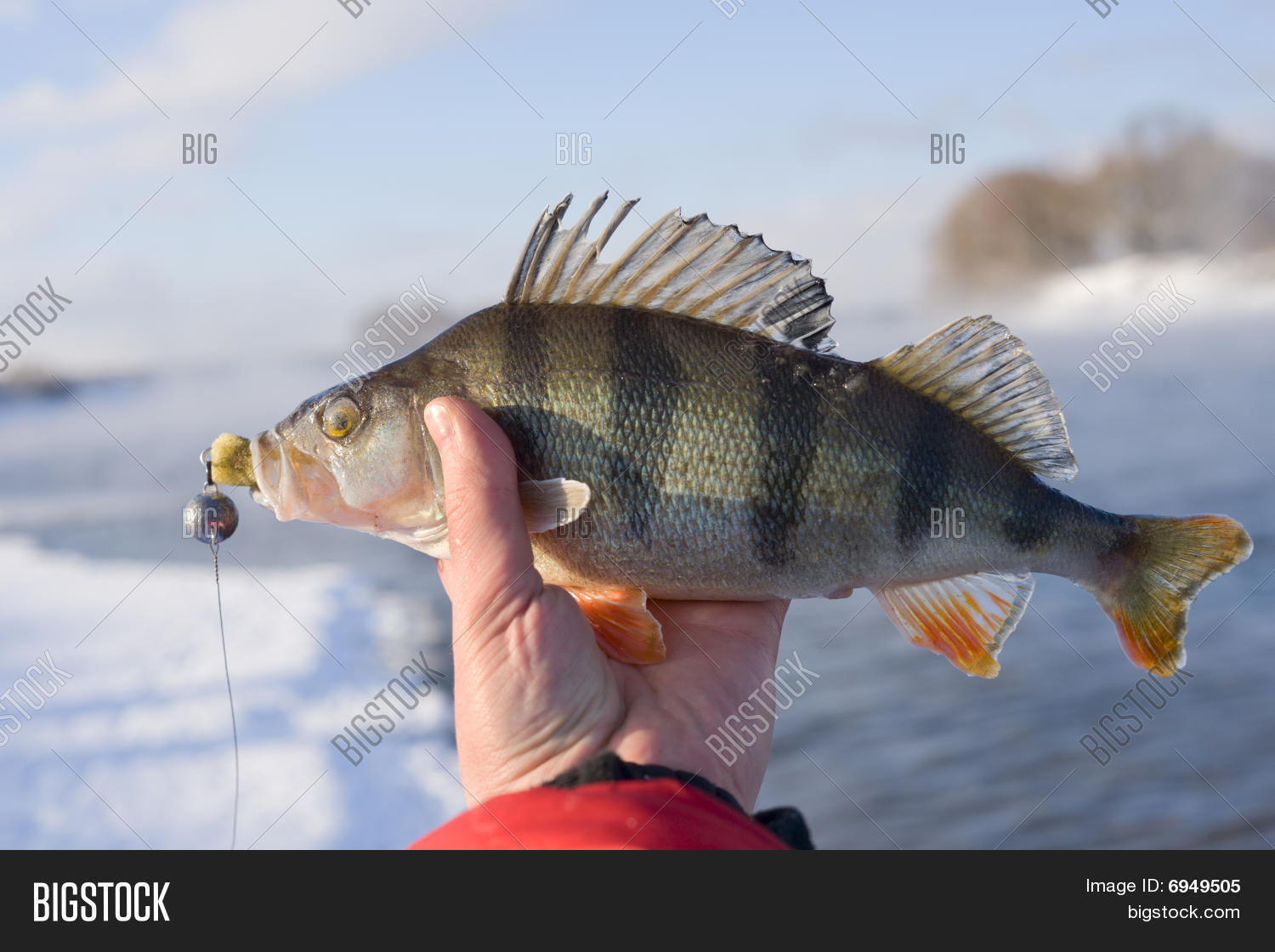 Striped Perch Image & Photo (Free Trial) | Bigstock