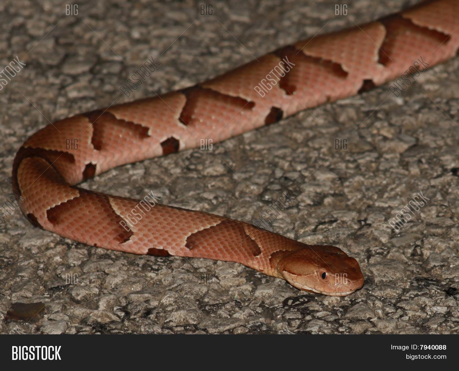 Copperhead Snake Image & Photo (Free Trial) | Bigstock