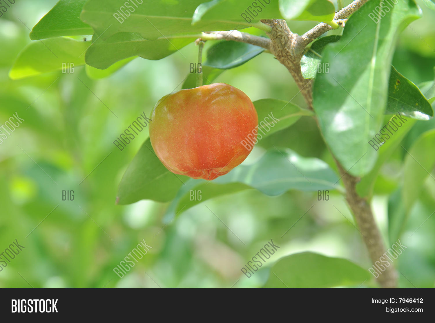 Sherry Fruit Image & Photo (Free Trial) | Bigstock
