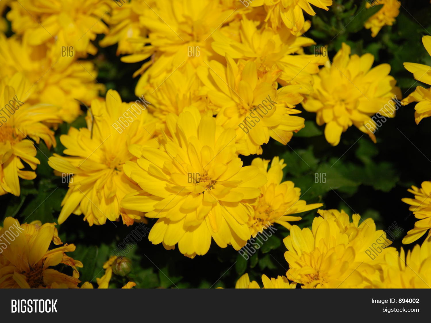 Yellow Mums Image & Photo (Free Trial) | Bigstock