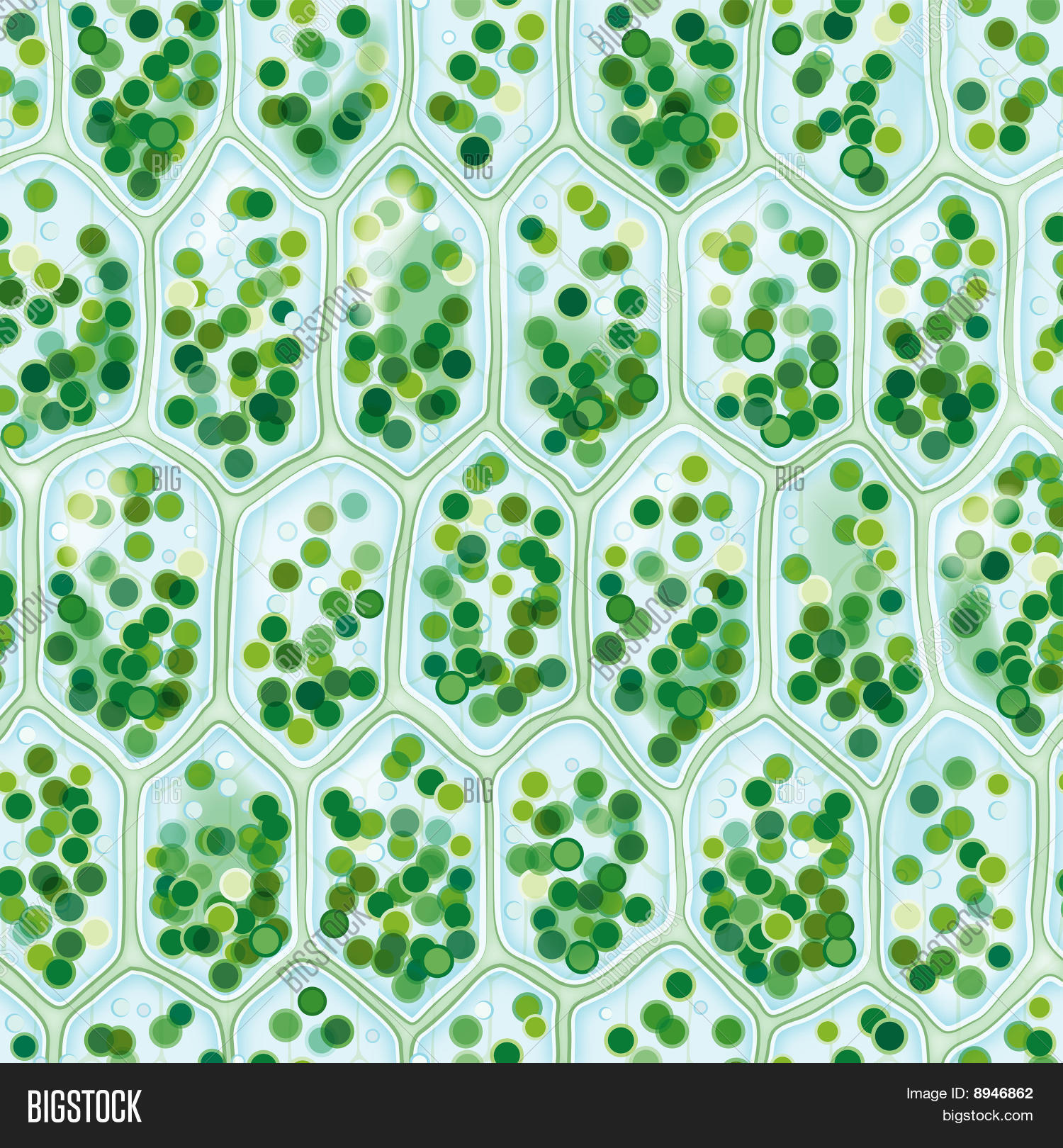 Chlorophyll Cells Vector & Photo (Free Trial) | Bigstock