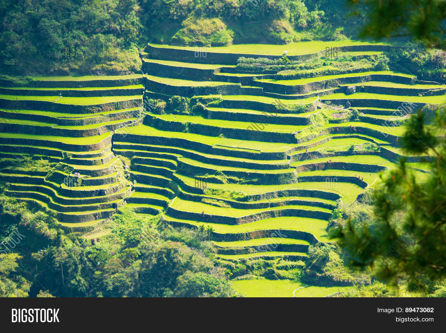 Rice Terraces Image & Photo (Free Trial) | Bigstock