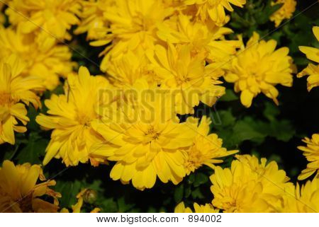 Yellow Mums Image & Photo (Free Trial) | Bigstock