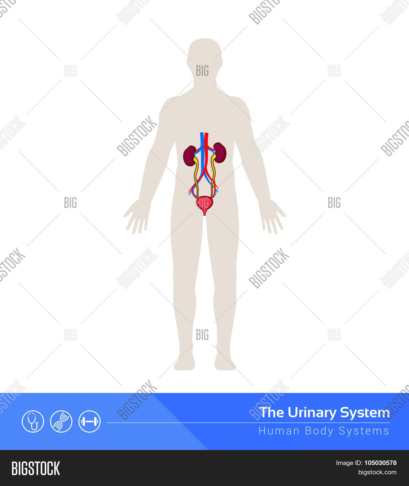 Urinary System Vector & Photo (Free Trial) | Bigstock