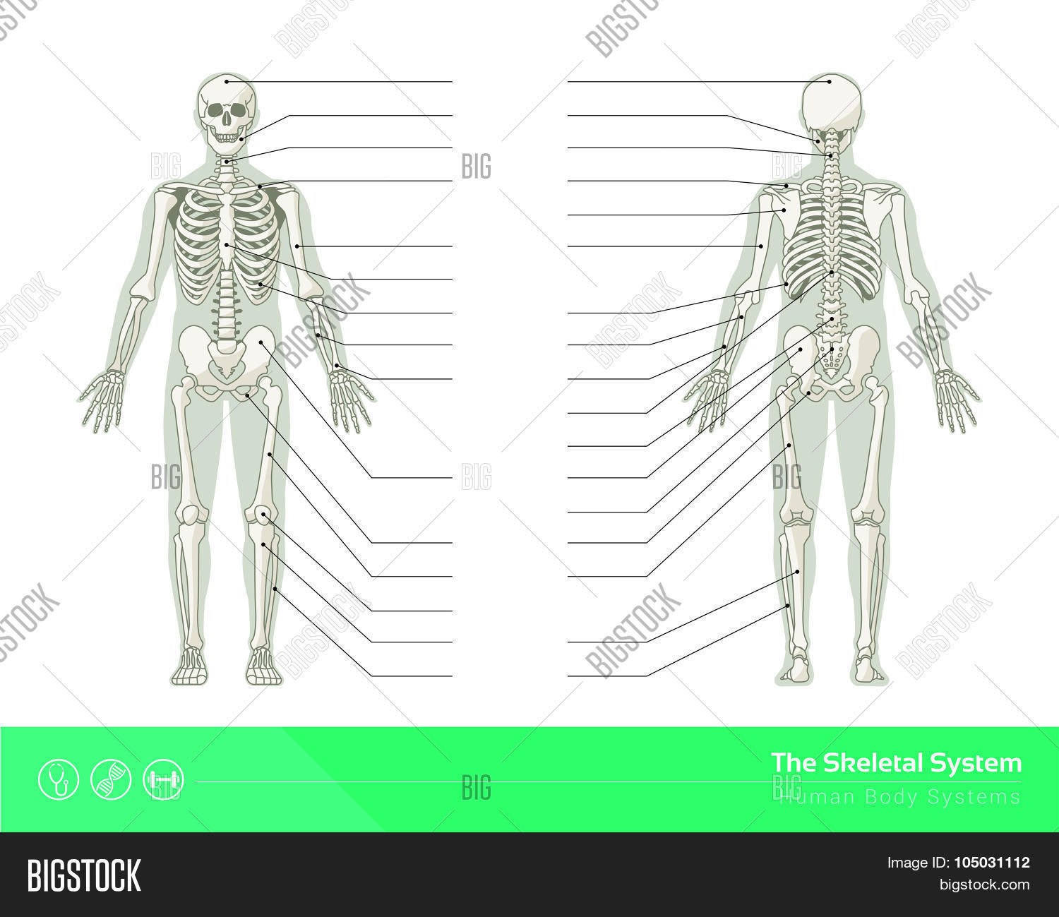 Vector y foto Skeletal System (prueba gratis) | Bigstock