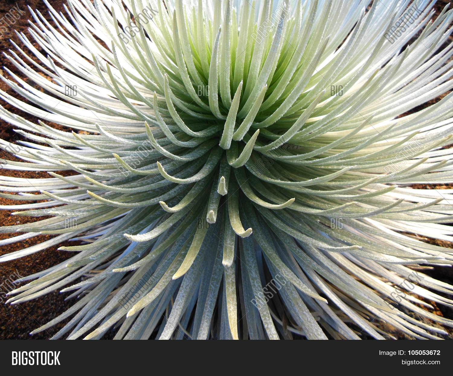 Silversword Plant Image & Photo (Free Trial) | Bigstock