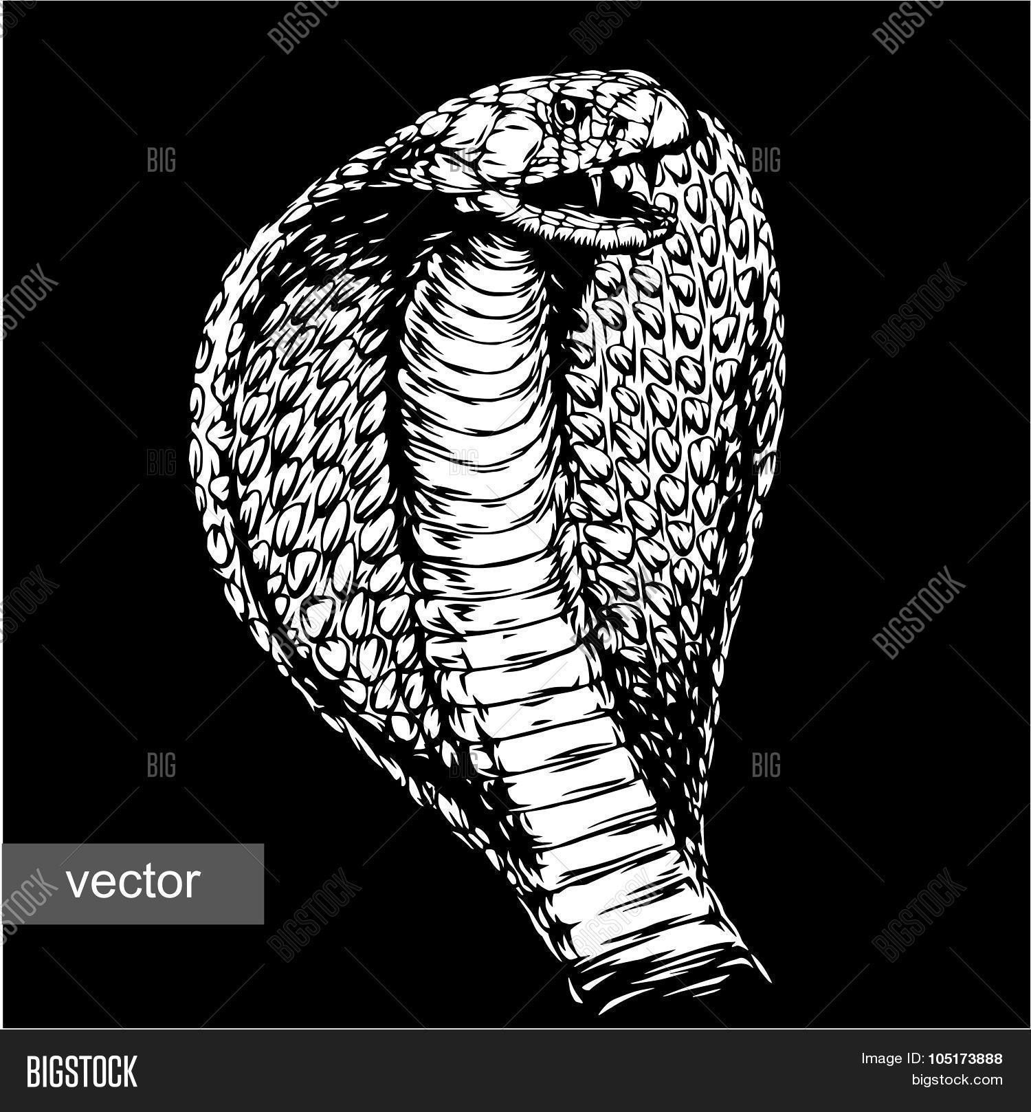Cobra Attack Vector & Photo (Free Trial) | Bigstock