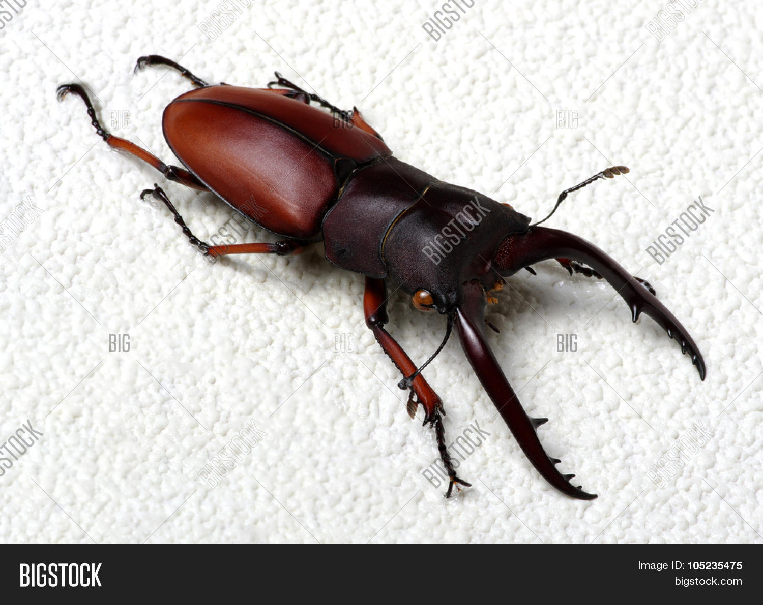 Stag Beetle Isolated Image & Photo (Free Trial) | Bigstock