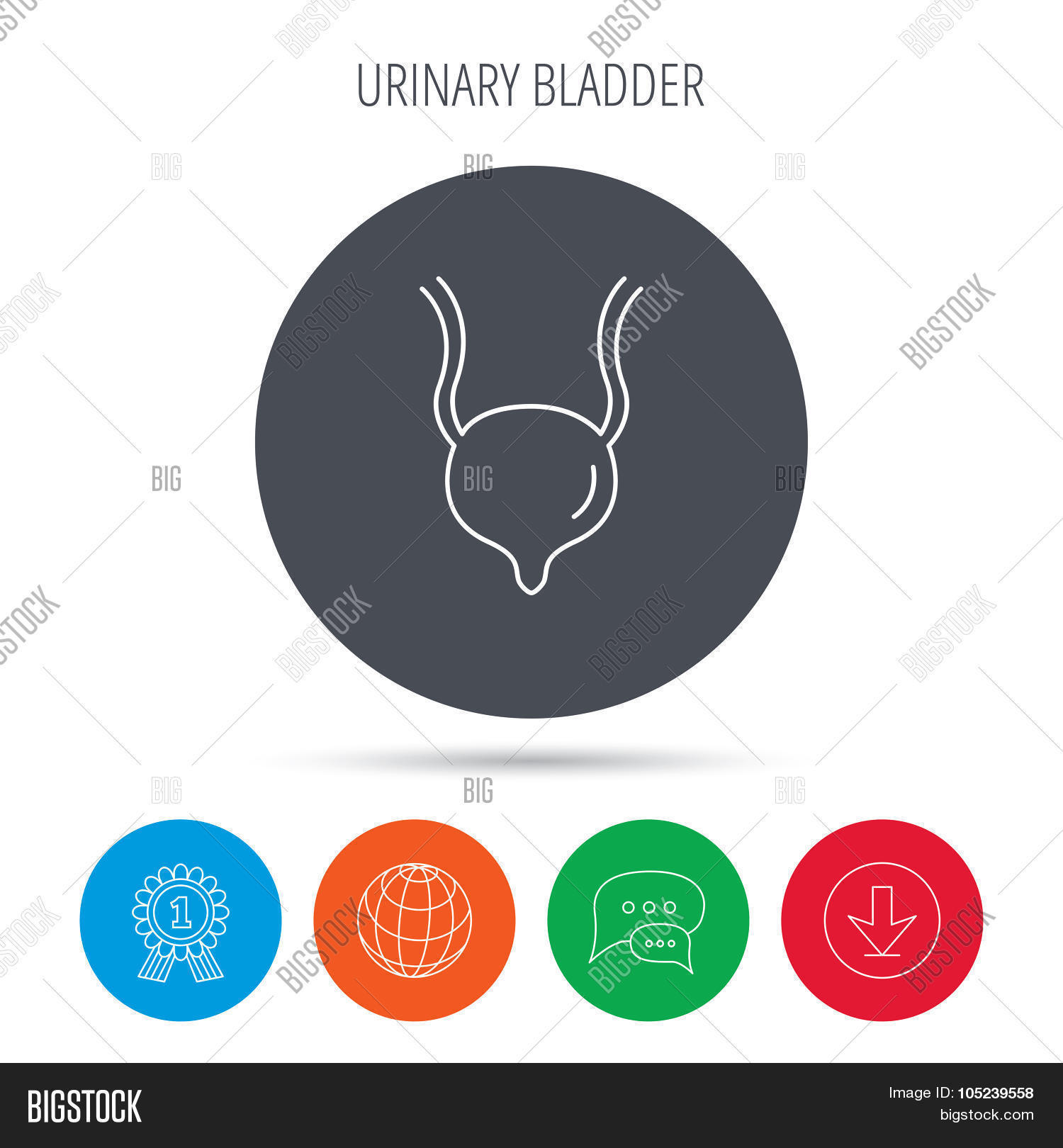 Urinary Bladder Icon Vector & Photo (Free Trial) | Bigstock