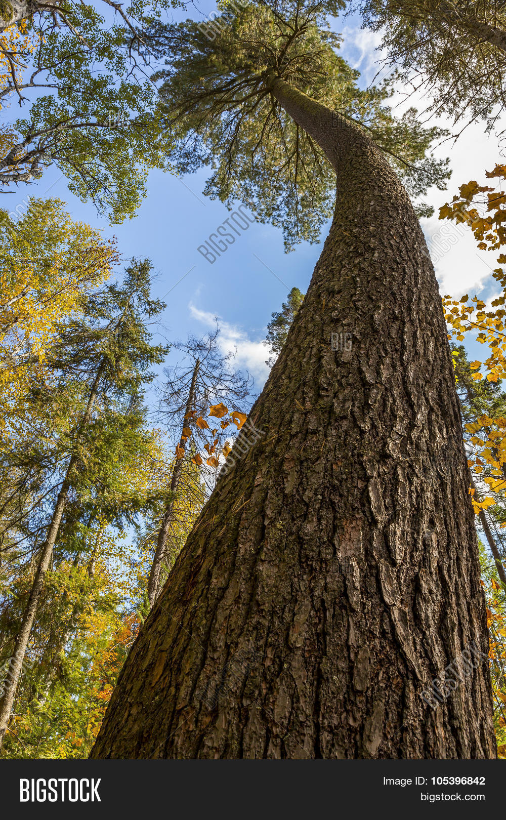 Old Growth White Pine Image & Photo (Free Trial) | Bigstock